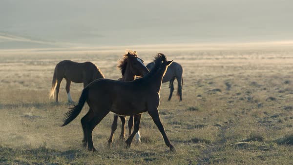 Two wild horses playing in a field with each other as the sun ...