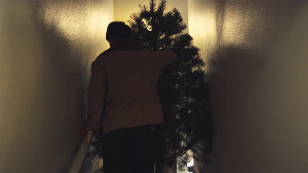 Young man carrying a Christmas tree up a set of stairs in his house ...