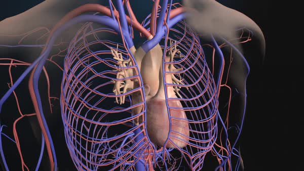 Pull out from beating heart to the human body and circulatory system ...