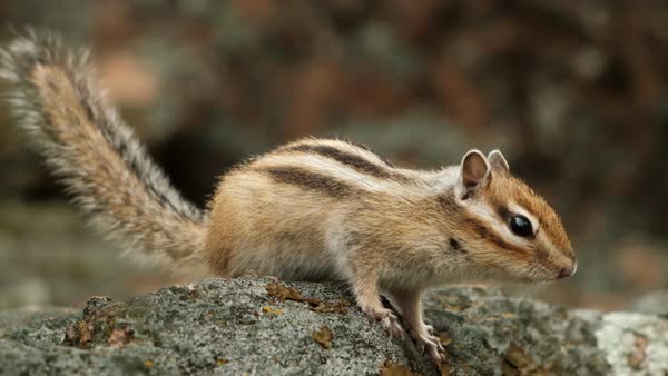Close-up of a little curious Chipmunk looking at the camera. Slow ...