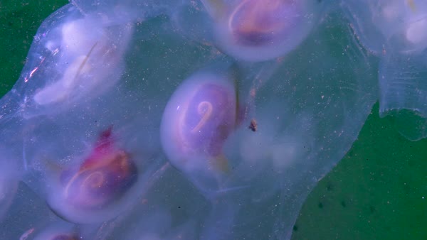 Close-up: Extreme detail of salps with transparent body in ocean ...
