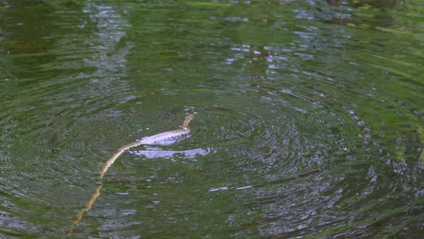 Snake Swims in the River through Swamp Thickets and Algae, Close-up ...