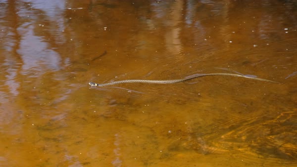 Snake Swims in the River through Swamp Thickets and Algae, Close-up ...