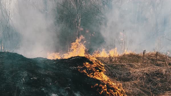Wildfire in the spring forest, burning dry grass, trees, bushes. Flames ...