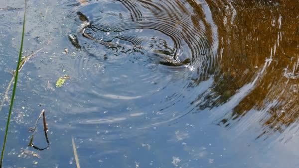 Snake Swims in the River through Swamp Thickets and Algae, Close-up ...