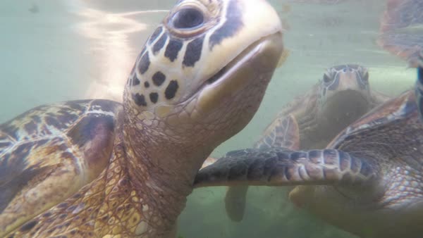 Flock of Huge sea turtles swim underwater and eat algae in the Baraka ...