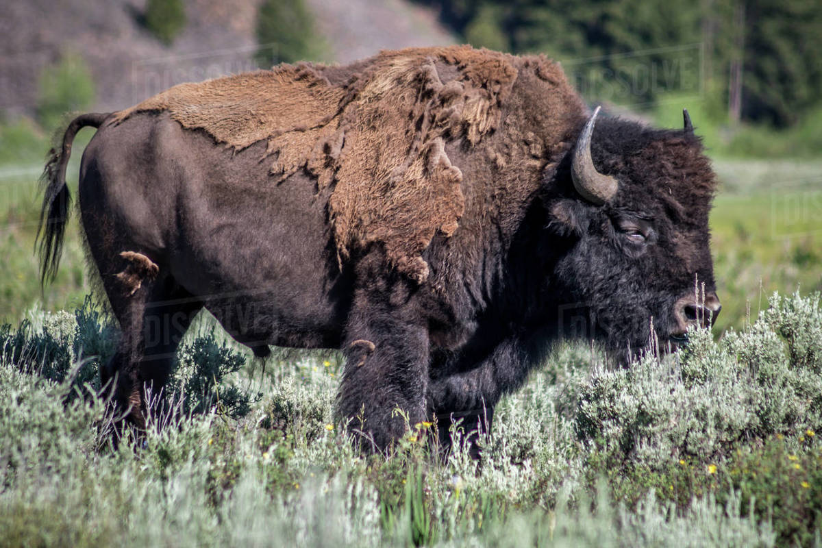 Bison Grazing at Yellowstone National Park - Royalty-free Stock Photo ...