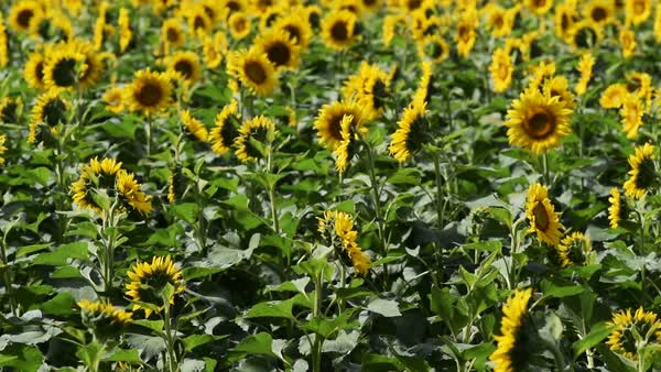 The camera pans over a medium shot of a sunflower patch on a sunny day ...