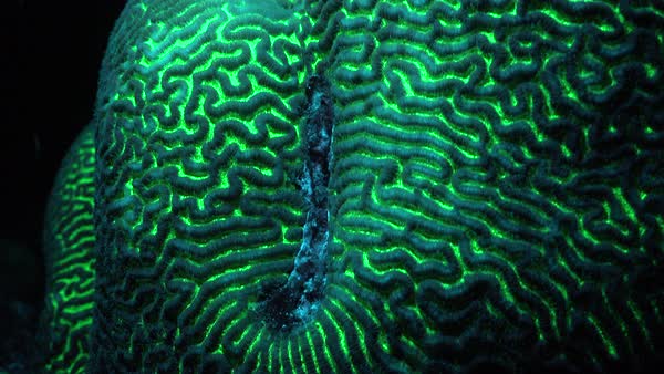 Fluorescent brain coral at night - Bioluminescence in underwater world ...