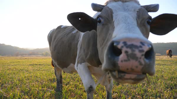 Curious cow looking into camera and sniffing it. - 4K Royalty-free ...