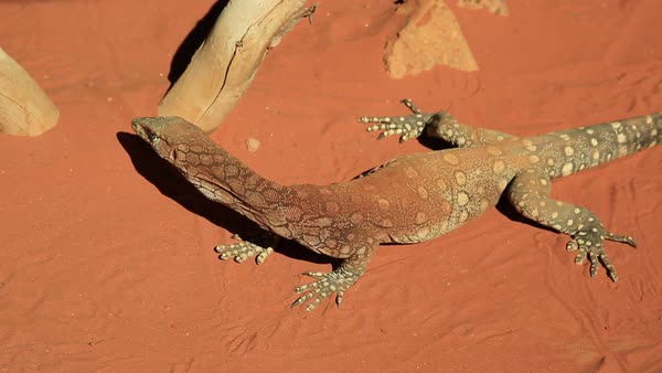 Top view of Perentie, Varanus giganteus, the largest monitor lizard or ...