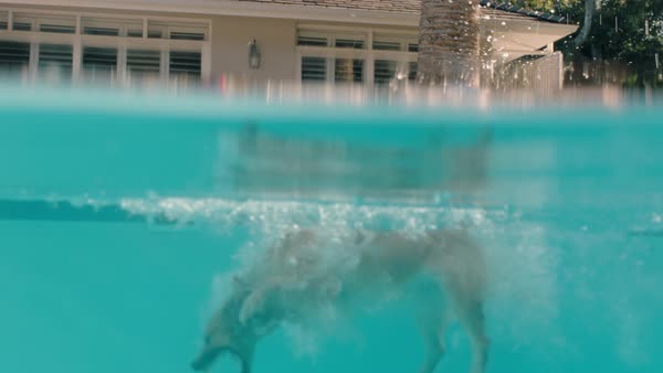 Funny dog jumping in swimming pool underwater view playing game ...