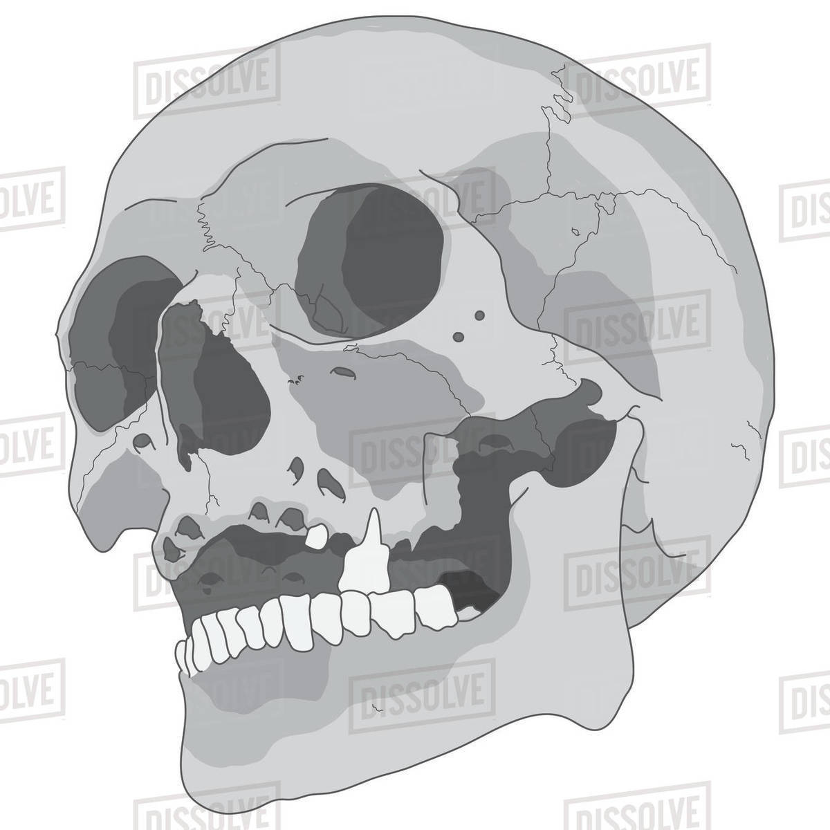 Illustration of gray human skull isolated on white background - Stock ...