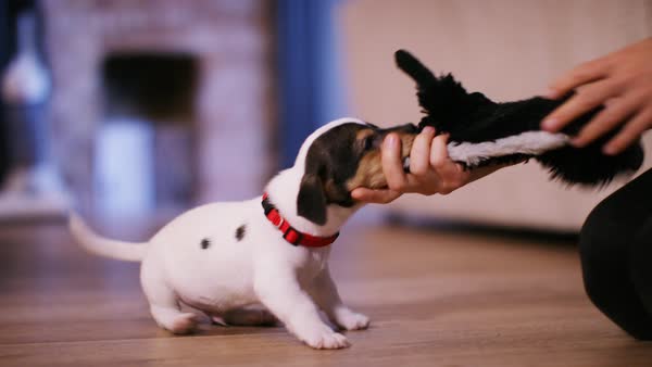 Cute puppy brings back his toy to play with his owner - 4K Royalty-free ...