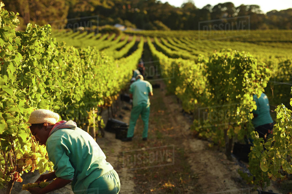 Grape pickers working in field of grape vines. Farm workers harvesting grapes in vineyard for ...