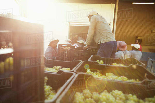 Harvested green grapes in boxes ready to unload at the wine factory for ...