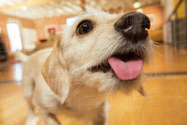 Close up of dog with tongue out - dogs - Royalty-free Stock Photo ...
