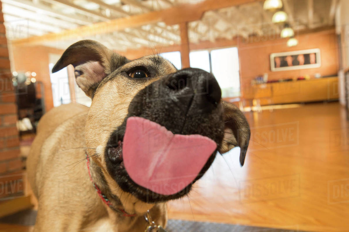 Close up of dog with tongue out - dogs - Royalty-free Stock Photo ...