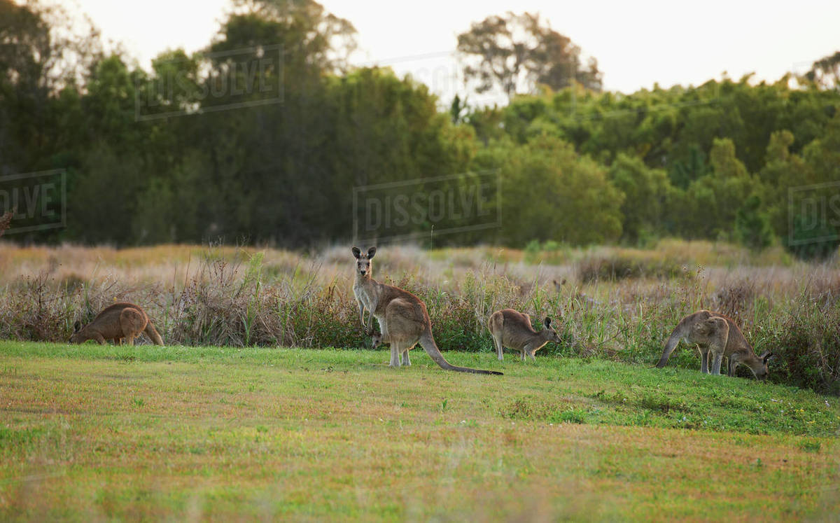 Four Kangaroos grazing on grassy field - Royalty-free Stock Photo ...