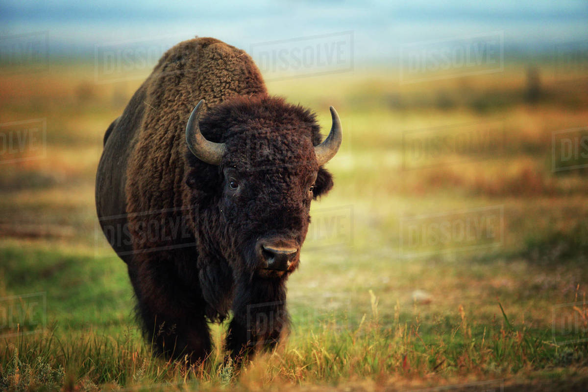 Buffalo (Bison bison) in Jackson, Wyoming - Royalty-free Stock Photo ...