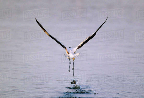 Flamingo taking off at sunrise (Phoenicopterus ruber) - Royalty-free ...