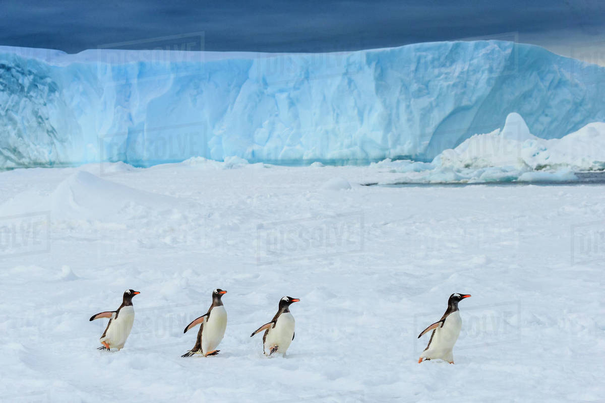 Gentoo Penguins (Pygoscelis papua) on pack ice in Lemaire Channel ...