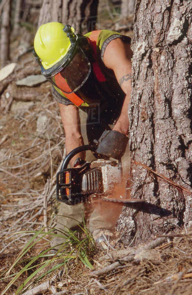 Forestry worker wearing safety gear cutting down mature pine trees with ...