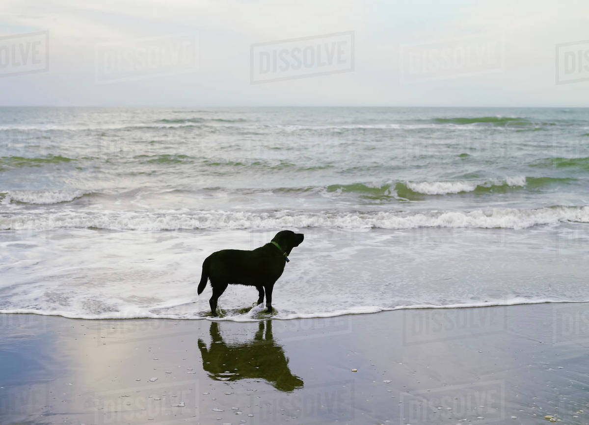 Black Labrador paddling in the tide at the beach - Royalty-free Stock ...