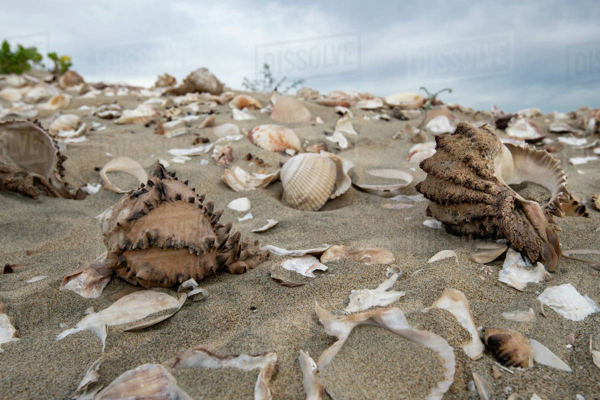 Shells on Magdalena Bay beach in Baja California Sur - Royalty-free ...