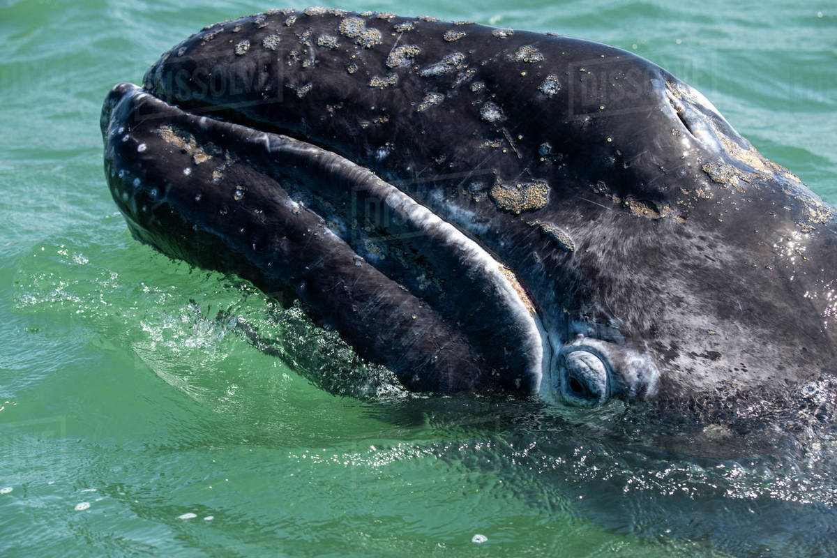 Gray whale (Eschrichtius robustus) - Royalty-free Stock Photo | Dissolve