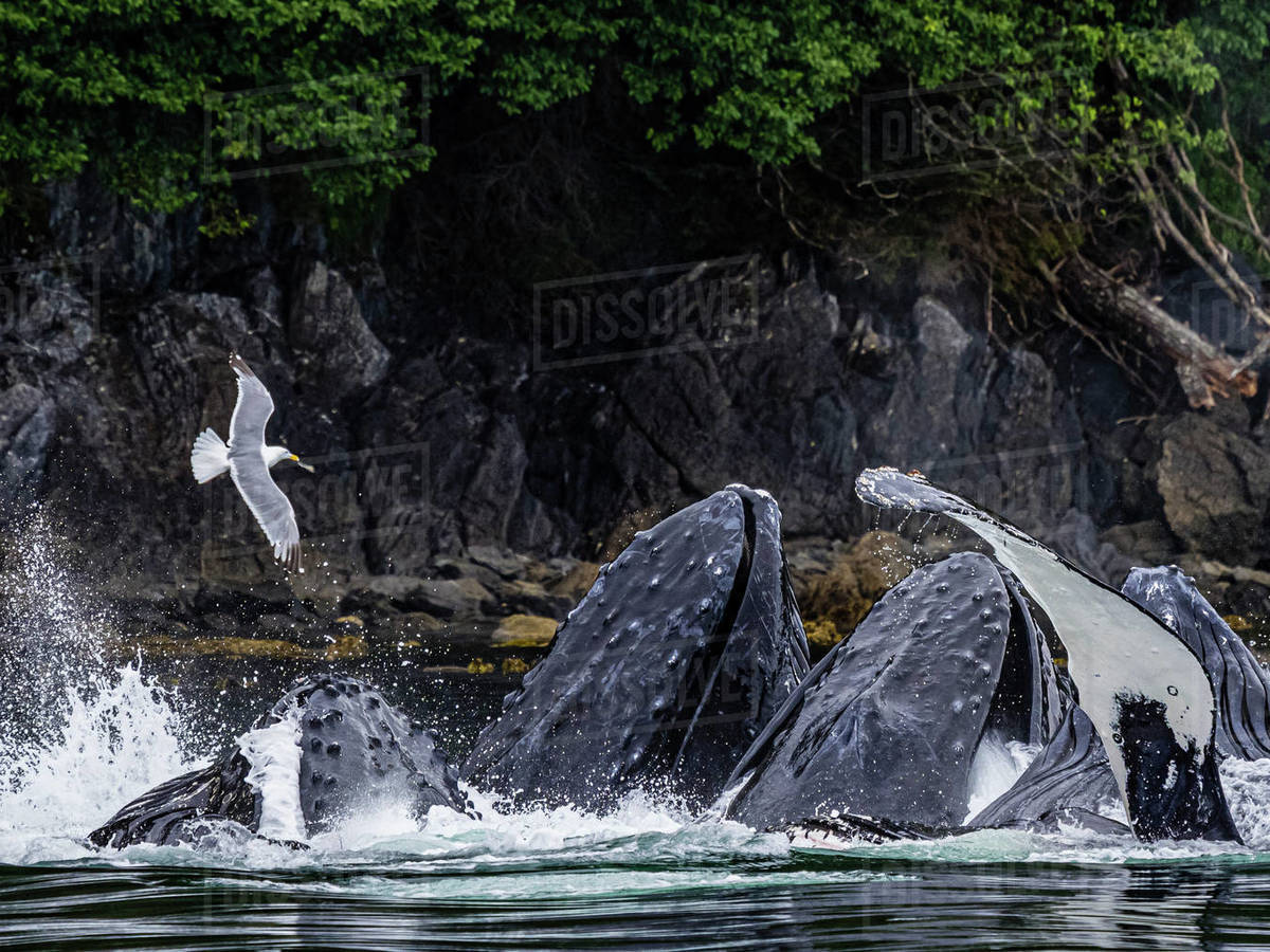 Open mouths, Feeding Humpback Whales (Megaptera novaeangliae) in ...