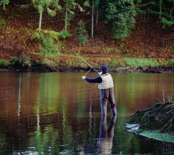 Back view of man wading in water and casting line fishing for trout in ...