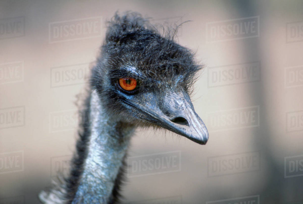 Close up head shot of an Emu - Stock Photo - Dissolve