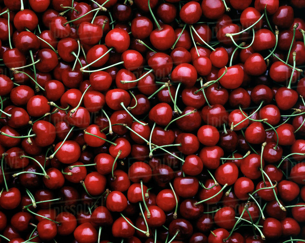 Close up of lots of cherries - Royalty-free Stock Photo | Dissolve
