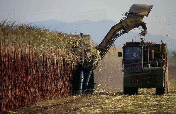 Big machines harvesting sugacane - Royalty-free Stock Photo | Dissolve