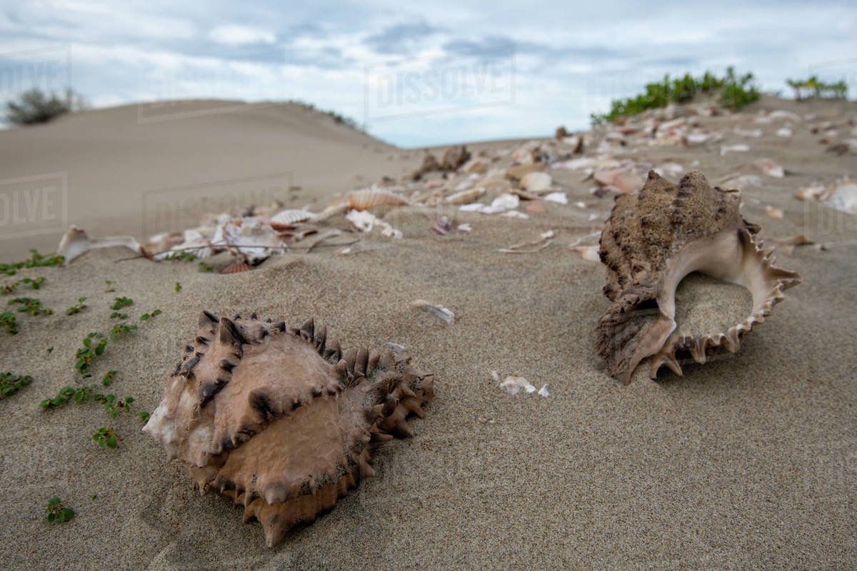 Shells at shell midden at Magdalena Bay, Baja California Sur - Stock ...