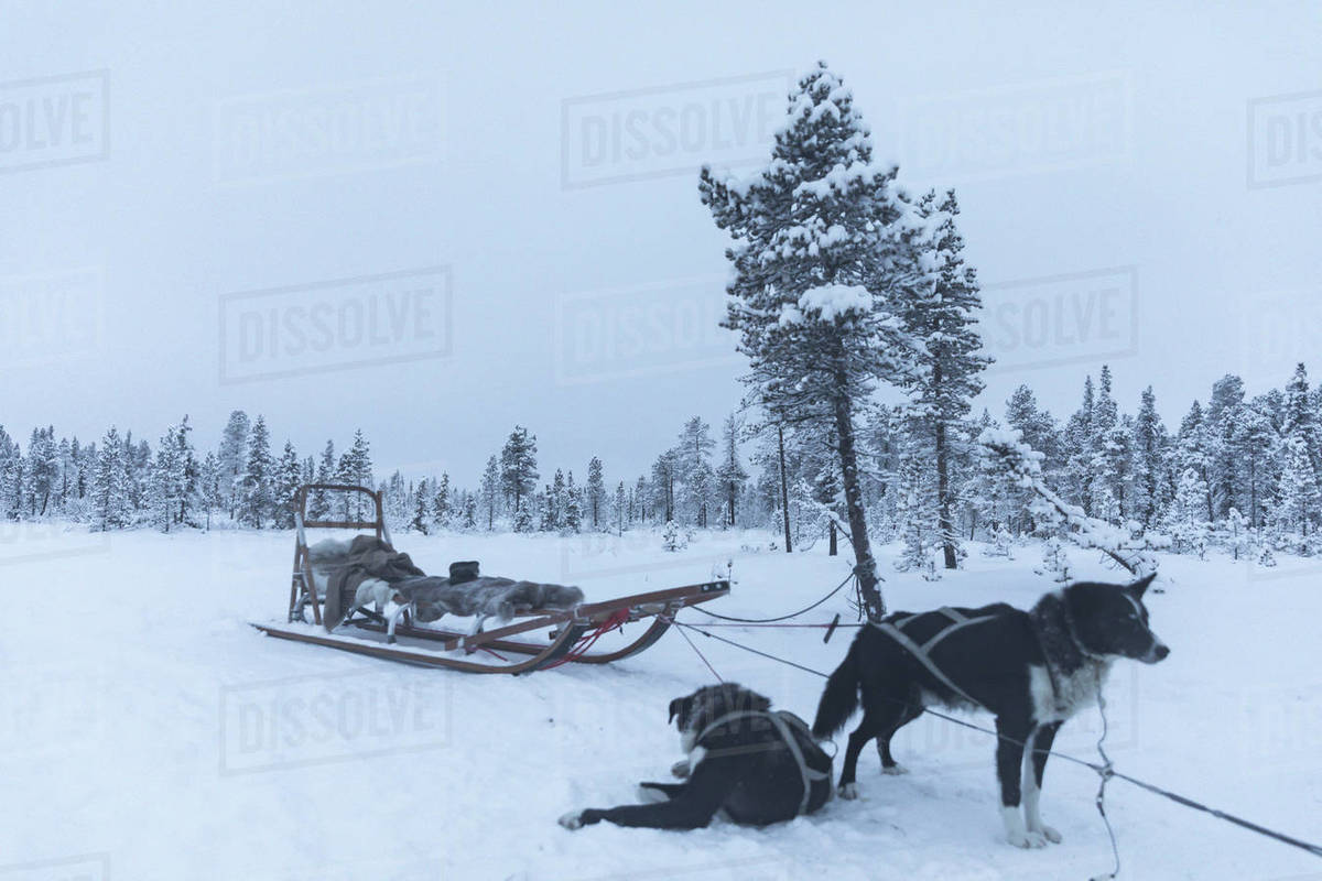 Two sled dogs and empty sled. Winter scene in Swedish Lapland - Royalty ...