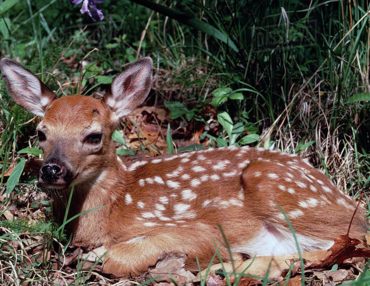 White-Tailed Fawn - Royalty-free Stock Photo | Dissolve