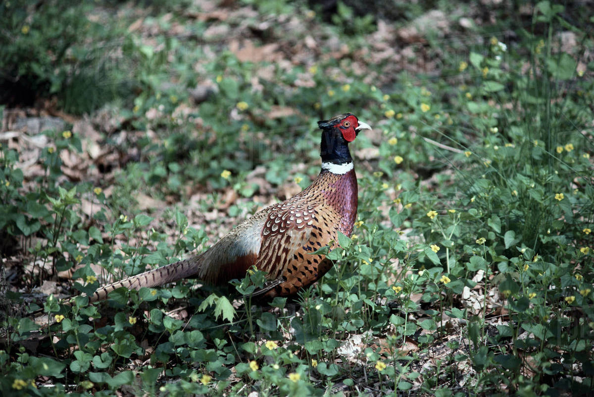 Male Ringneck Pheasant - Stock Photo - Dissolve