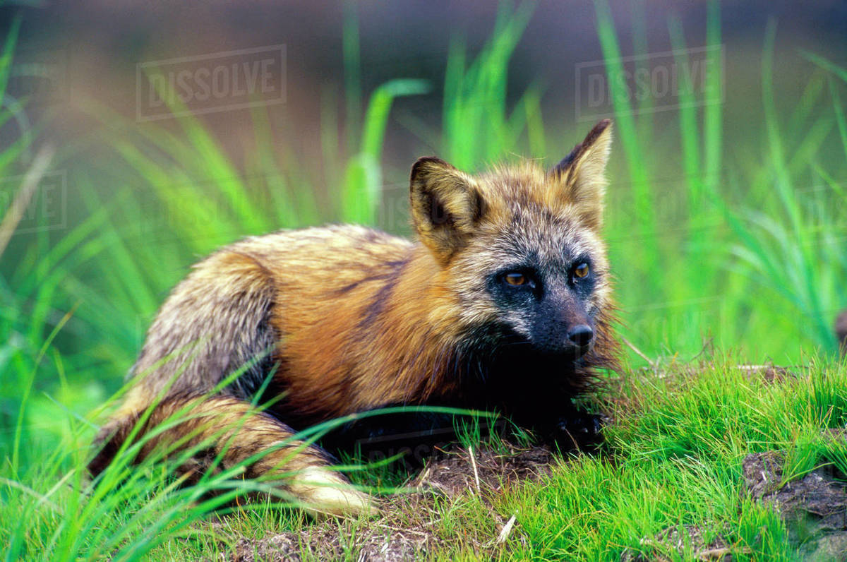 Cross Fox lying on the ground - Royalty-free Stock Photo | Dissolve