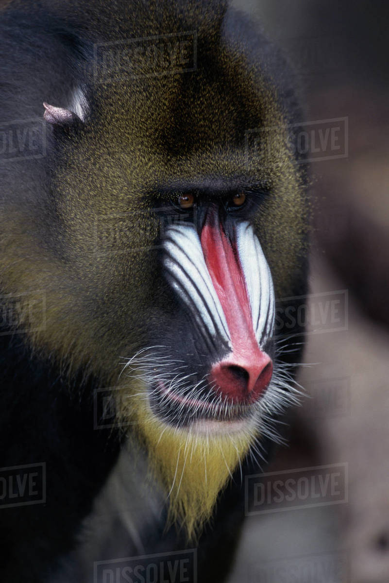 Close-up of a mandrill - Royalty-free Stock Photo | Dissolve