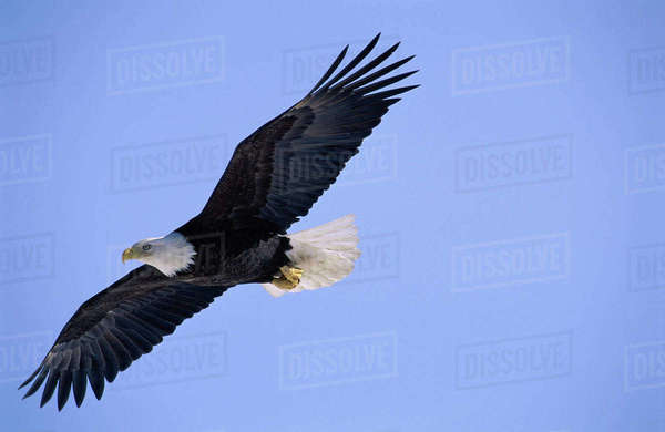 Low angle view of a Bald Eagle flying in the sky, Alaska, USA - Stock ...