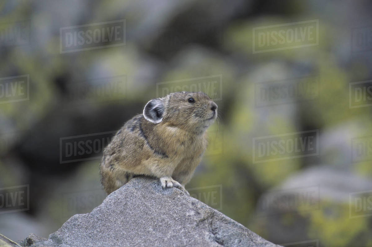 Pika on a rock - Royalty-free Stock Photo | Dissolve