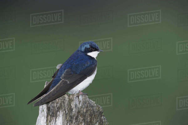 Male Tree Swallow on a tree stump - Royalty-free Stock Photo | Dissolve