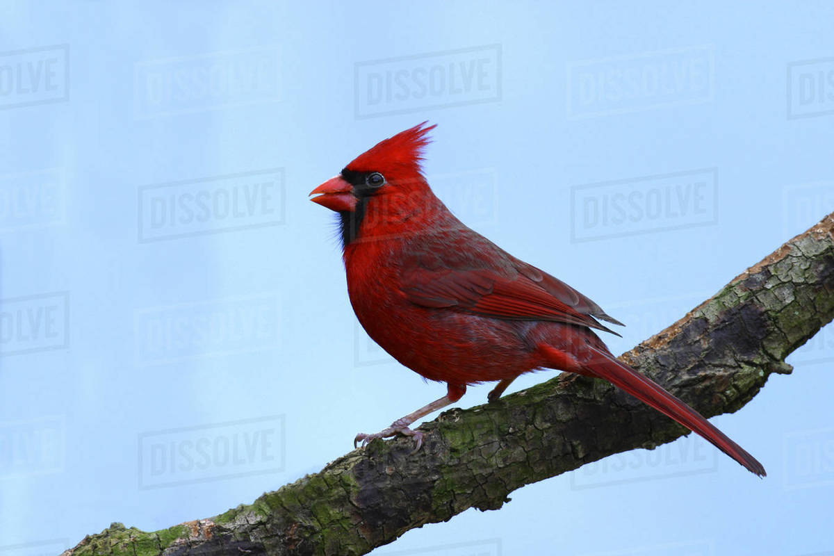 Northern Cardinal on a branch - Stock Photo - Dissolve