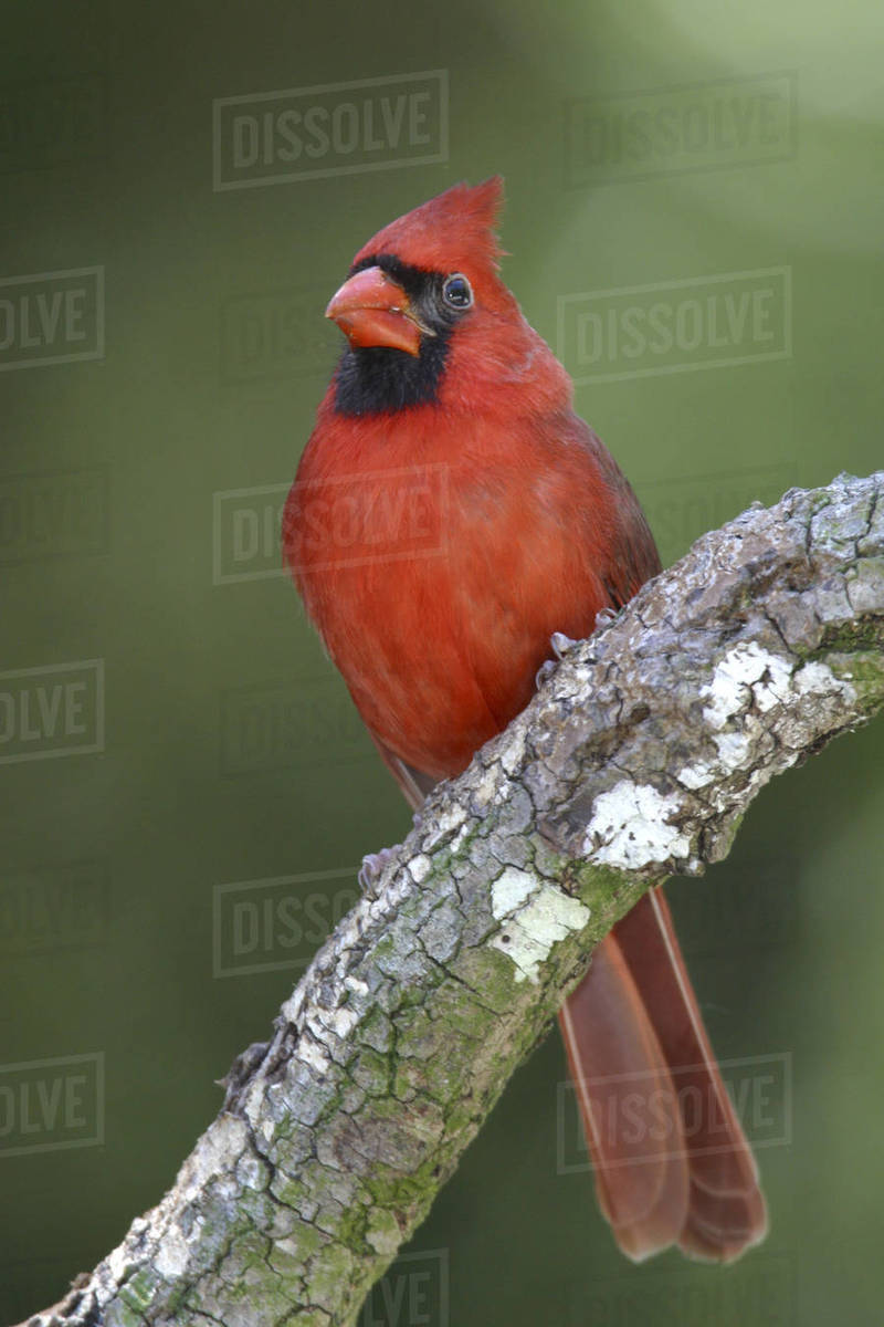 Northern Cardinal on a branch - Royalty-free Stock Photo | Dissolve