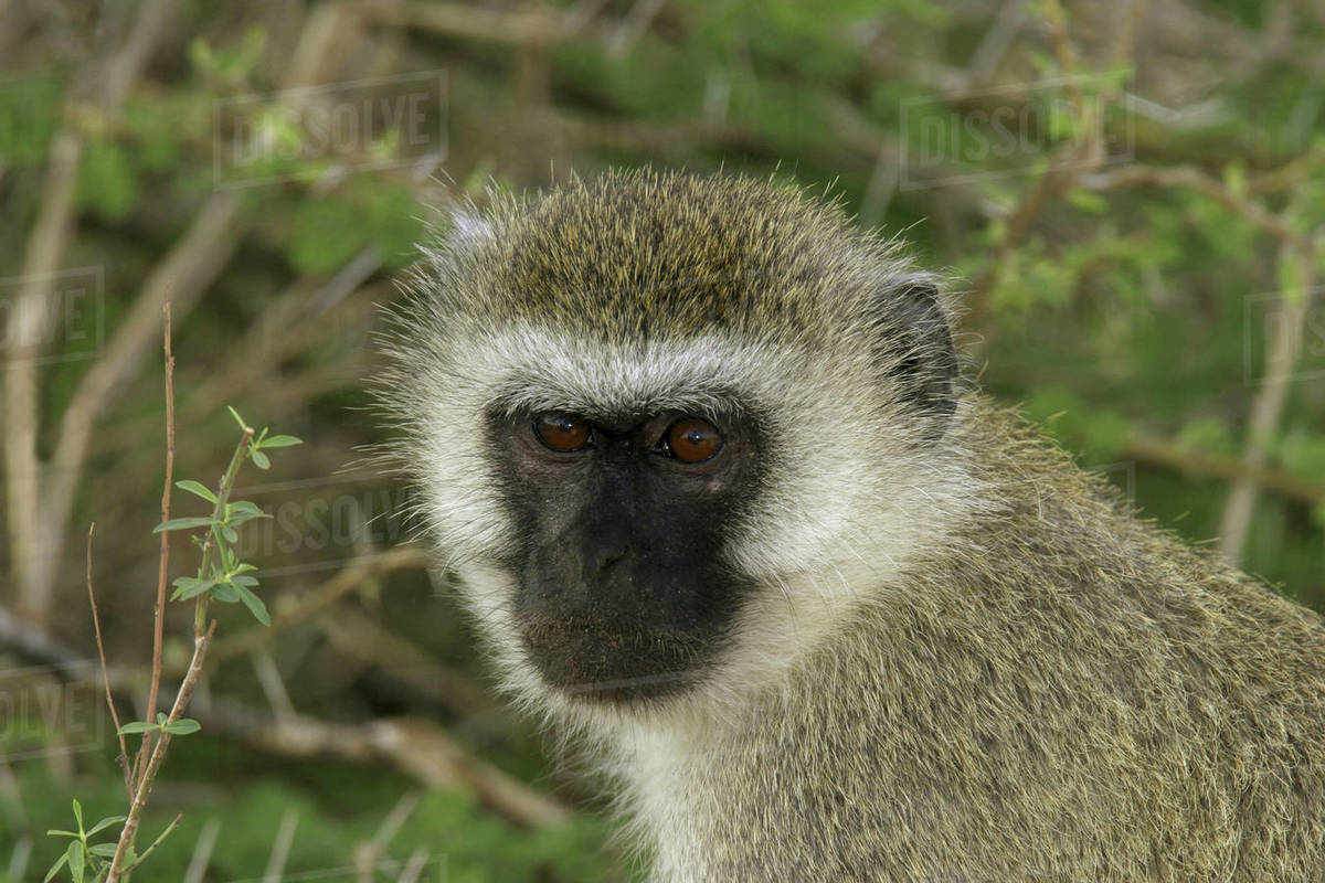Close-up of a Vervet Monkey - Stock Photo - Dissolve