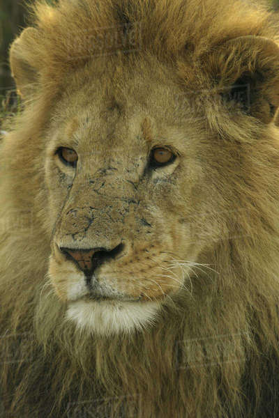 Close-up of the face of a lion - Royalty-free Stock Photo | Dissolve