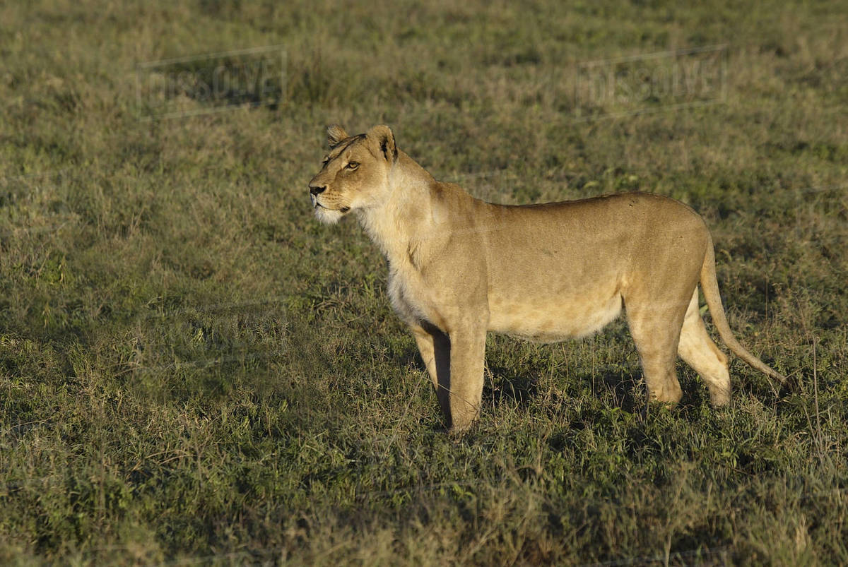 Lioness standing in a grassy field - Royalty-free Stock Photo | Dissolve