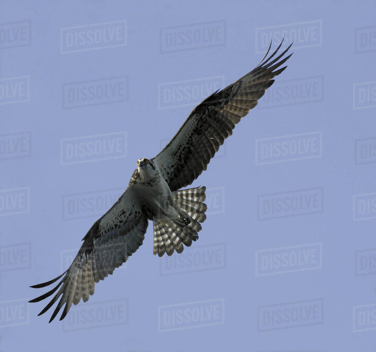 Osprey flying in the sky - Royalty-free Stock Photo | Dissolve